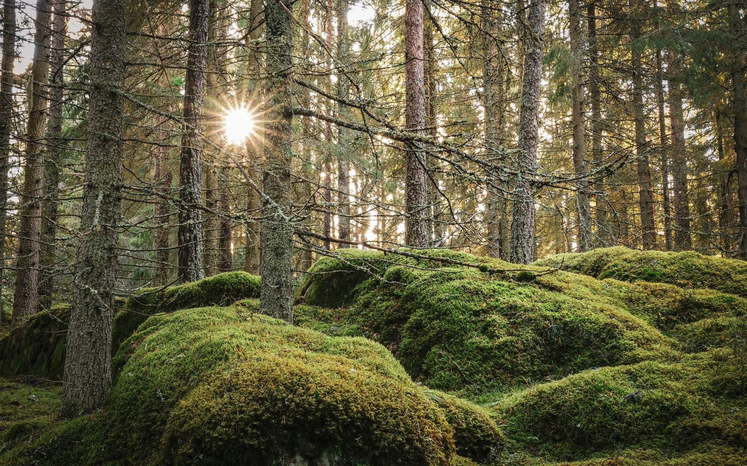 What Are Trolls? Exploring The Mystery Of Scandinavian Trolls