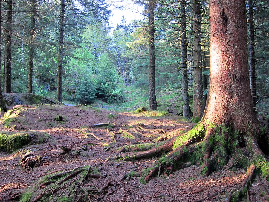 Friluftsliv: Embracing the Norwegian Open-Air Lifestyle in 2025